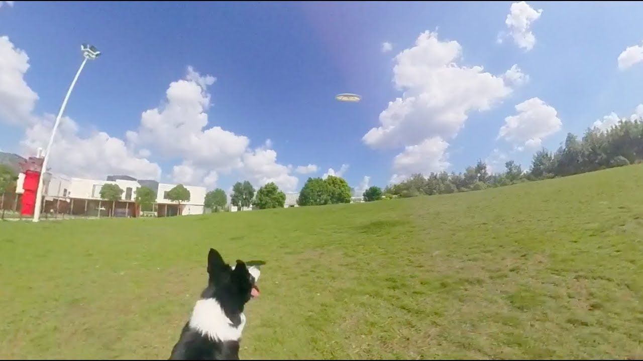 Insta360 ONE - Pro Dog Tricks - YouTube