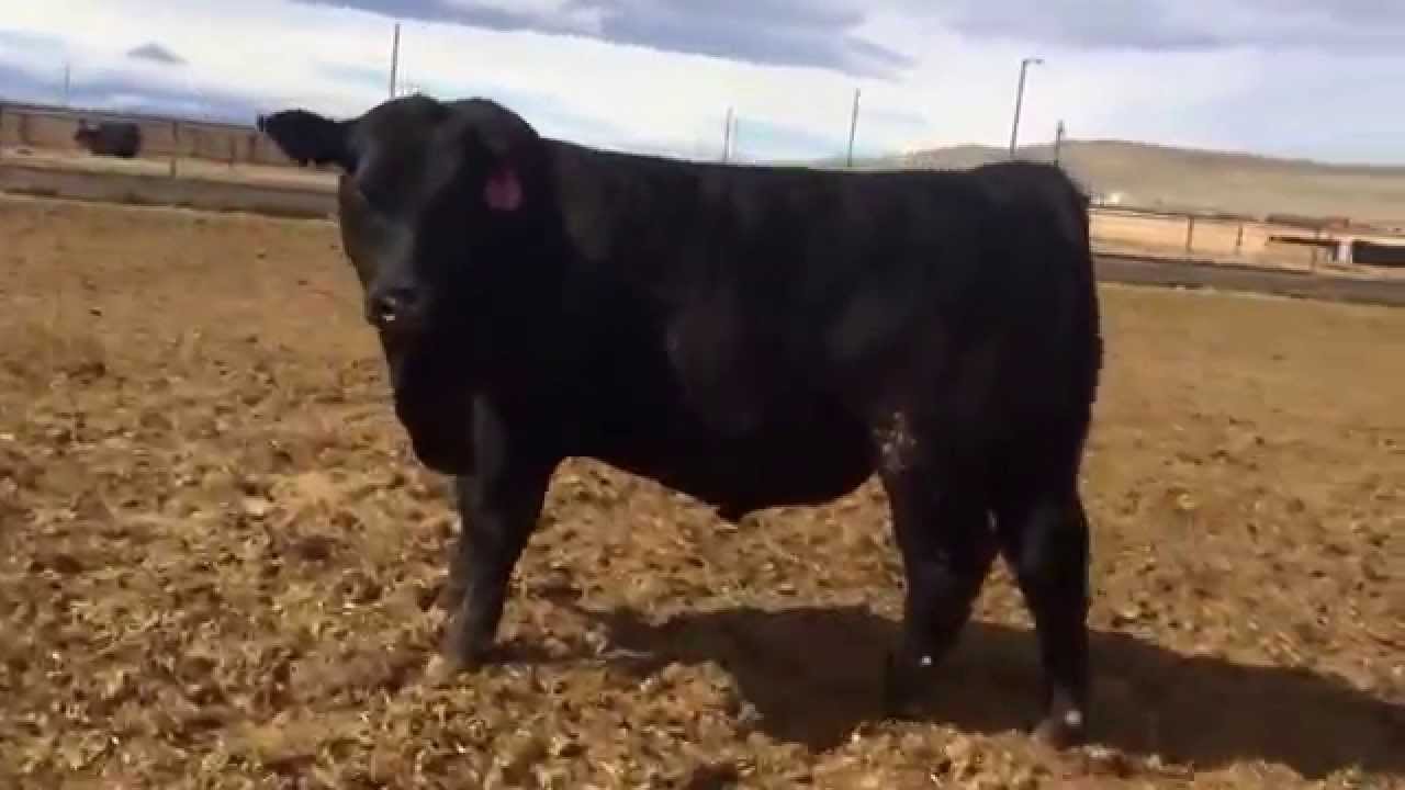 Treasure Test Bull Sale Lot 5: North Camp Chinook 4102 - YouTube