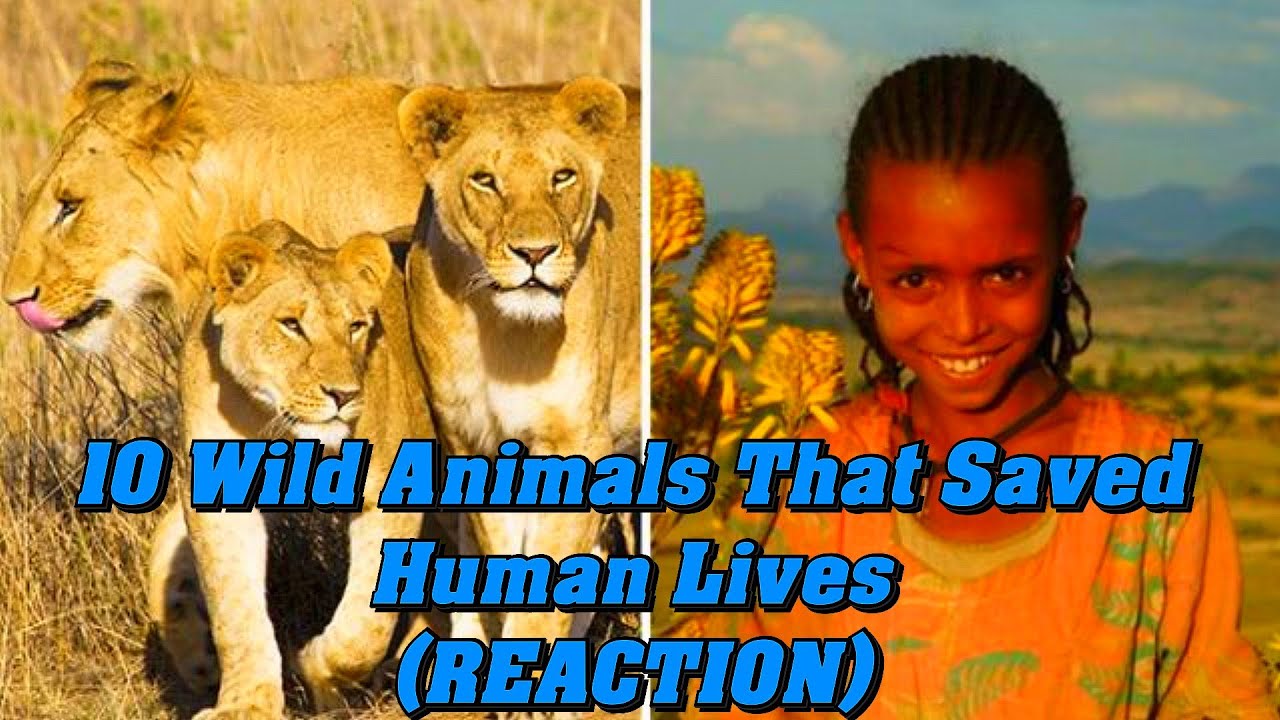 10 Wild Animals That Saved Human Lives REACTION - YouTube