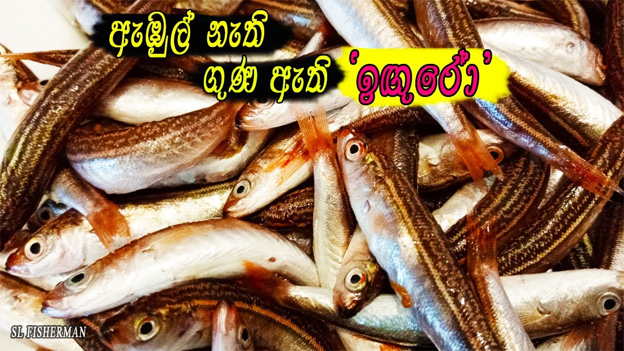 Facts About A Fish (Ingura) - YouTube