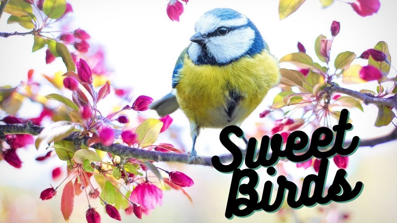 Beautiful Birds In The Forest | Most Beautiful Birds Collection in 4k ...