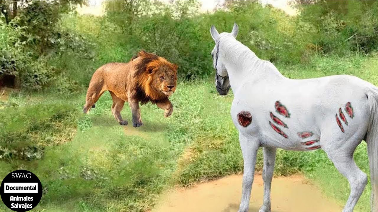 Caballos Salvajes Animales Poder