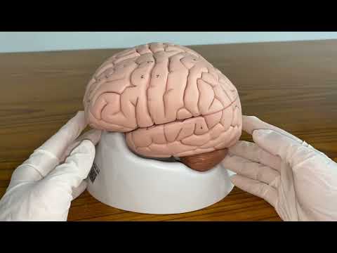 BRAIN ANATOMY - YouTube