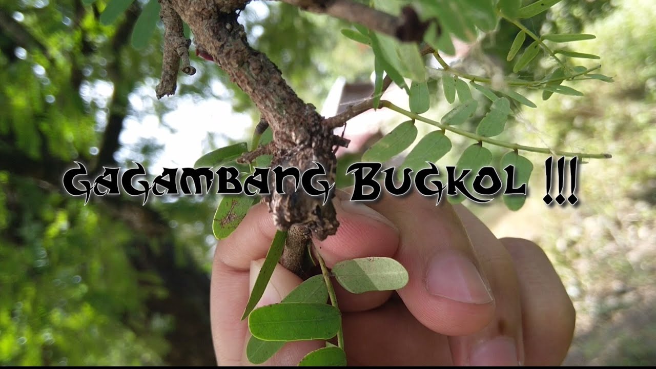 Gagamba hunting !! - YouTube