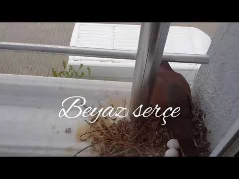 Kumru yuvası ve yumurtası