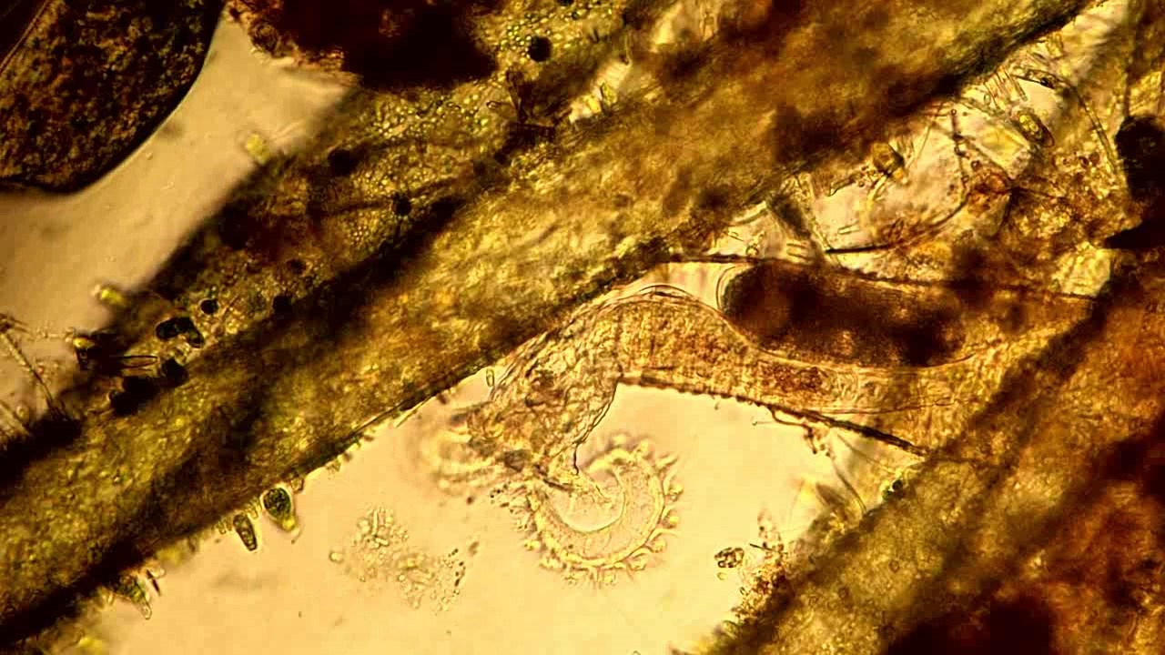 Limnias melicerta - YouTube