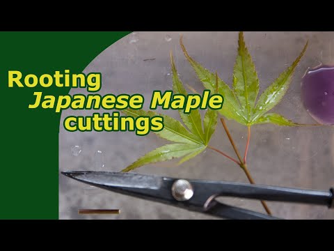 How To Propagate Red Maple Trees