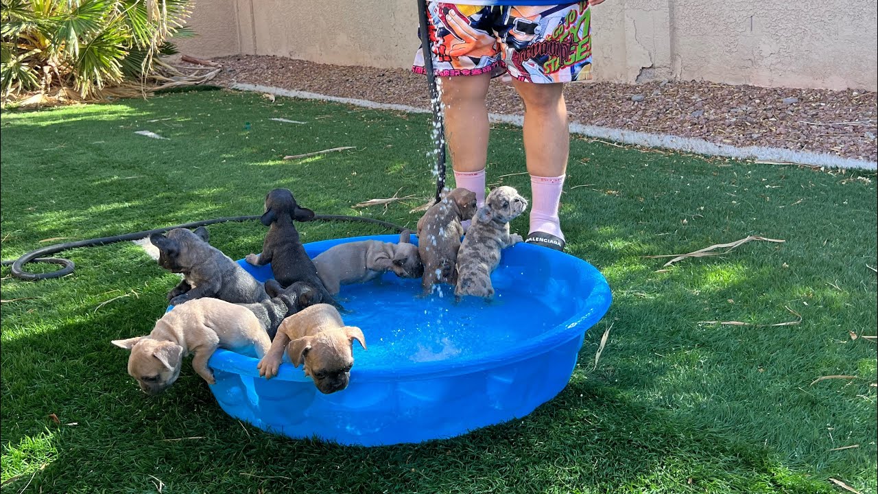 Pool day with the Frenchies - YouTube