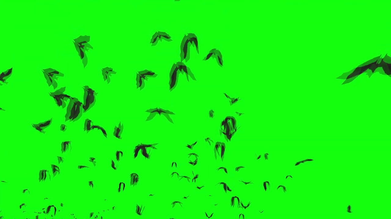 DOWNLOAD HD ROYALTY FREE BEST GREEN SCREEN BATS FLYING RANDOMLY ...