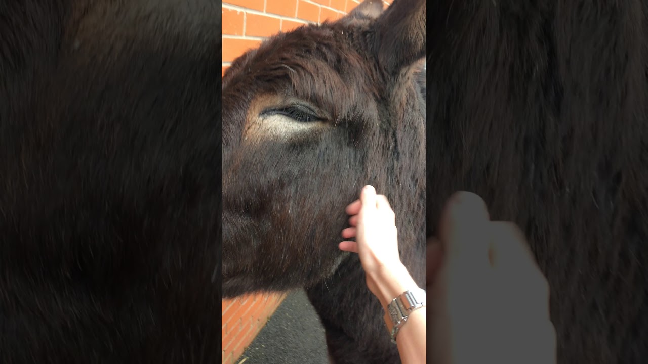 Donkey Sanctuary Manchester #2 22/10/17 - YouTube