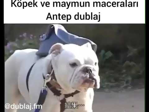 Maymun Dublaj