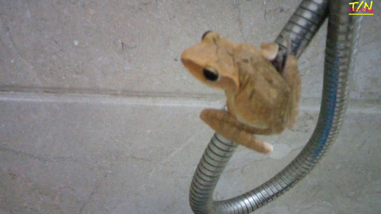 Cận cảnh con chàng hiu | Do Day - YouTube