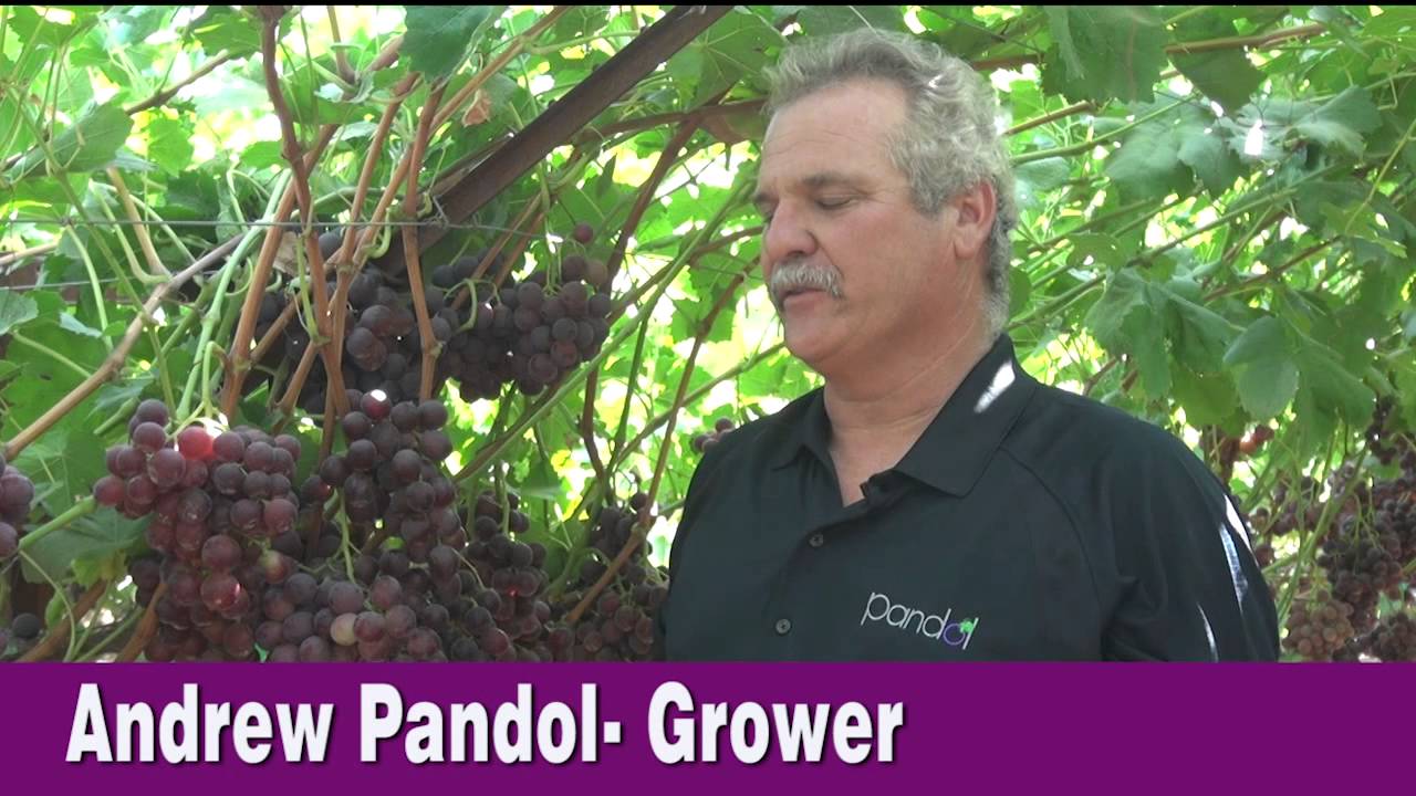 Sweet Celebration- Meet the Growers- Pandol Brothers - YouTube