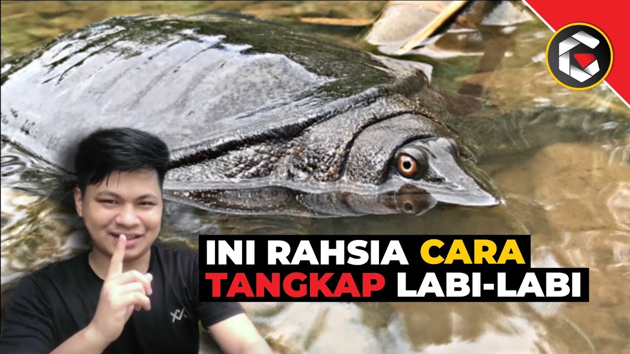 Ini Rahasia Cara Tangkap Labi-Labi Pasti Dapat Dengan Mudah | Umpan ...