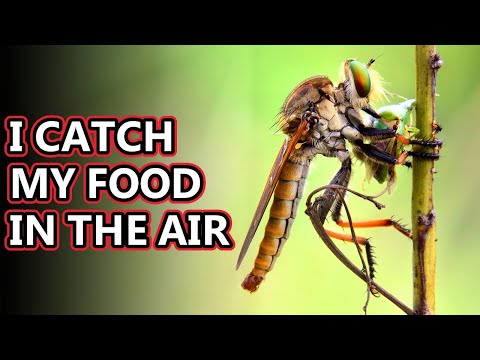 How Do Robber Flies Eat