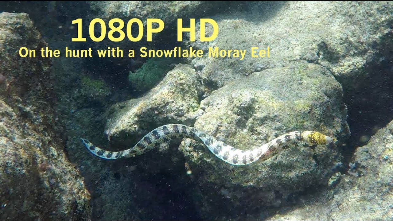 Snowflake Moray Eel Hunting Crabs - YouTube