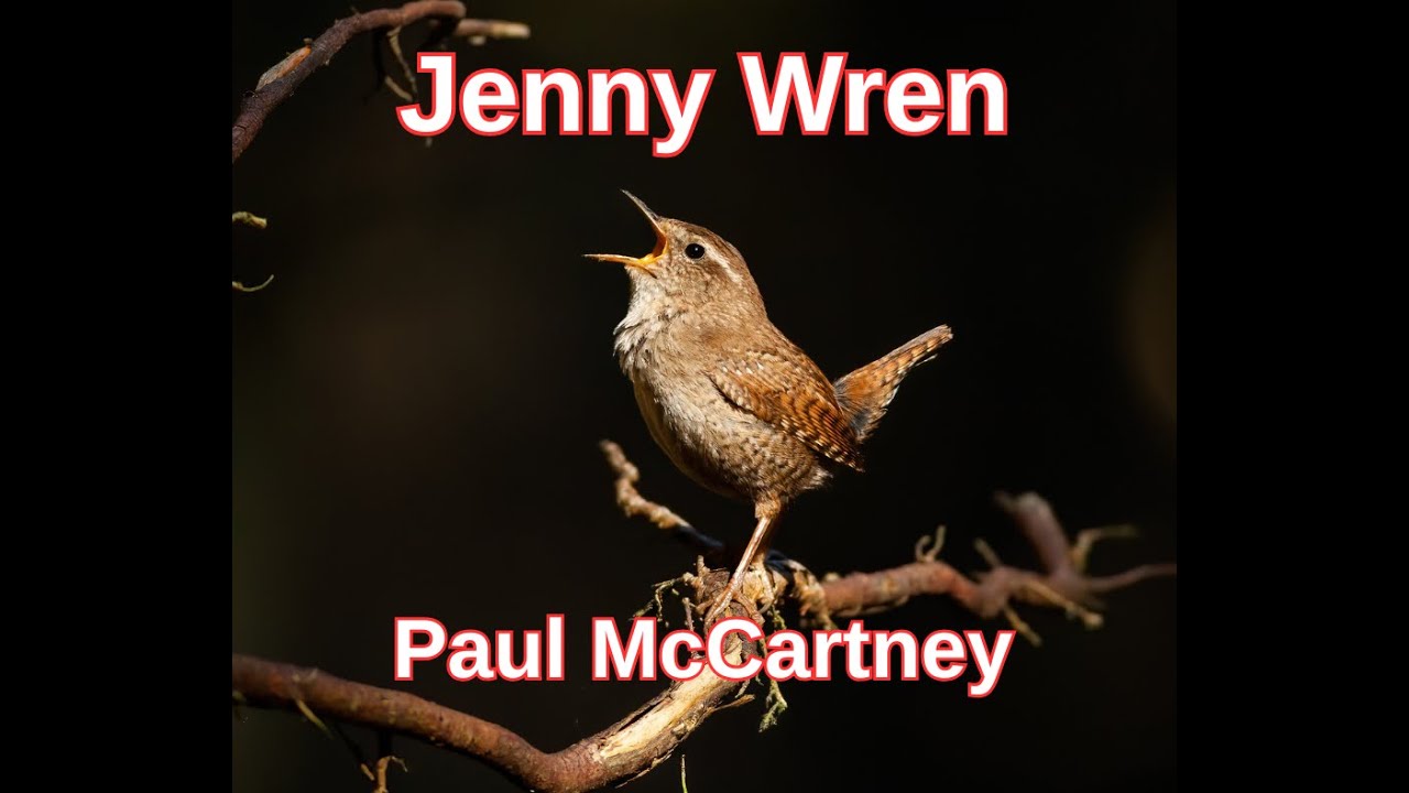 Jenny Wren by Paul McCartney (with lyrics) STORY VID - YouTube