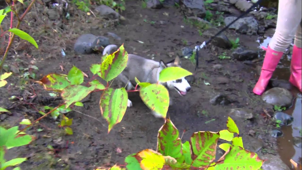 wee diesel husky pup - YouTube