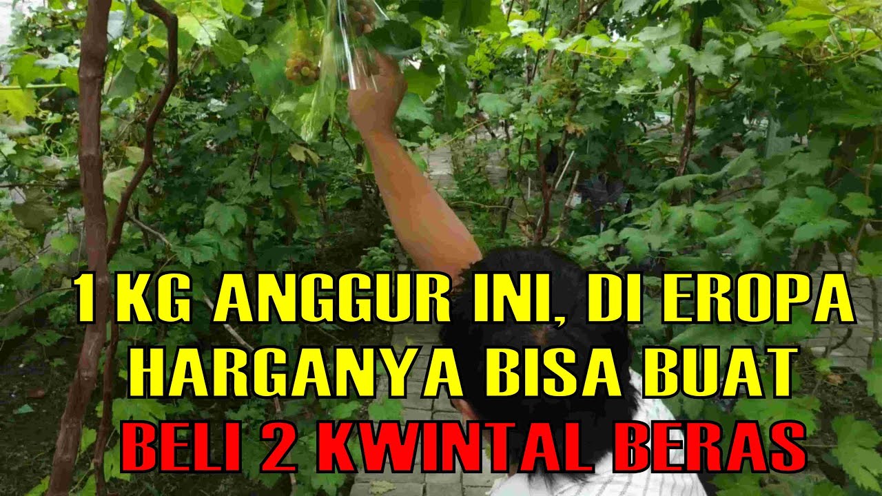 Pembibitan Anggur Premium, Buah Anggur 700 gram seharga 1,5 Juta - YouTube