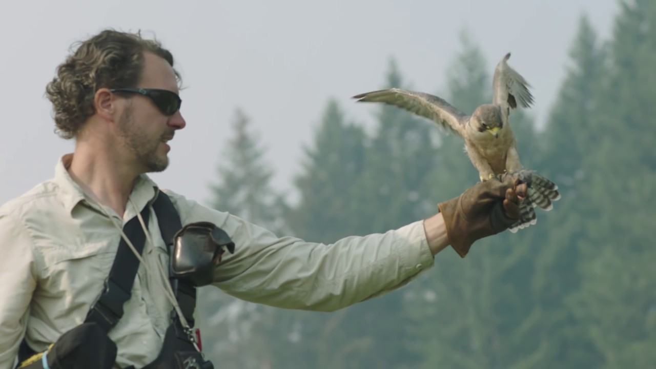 Falconry on Nutrilite Farms | Amway - YouTube