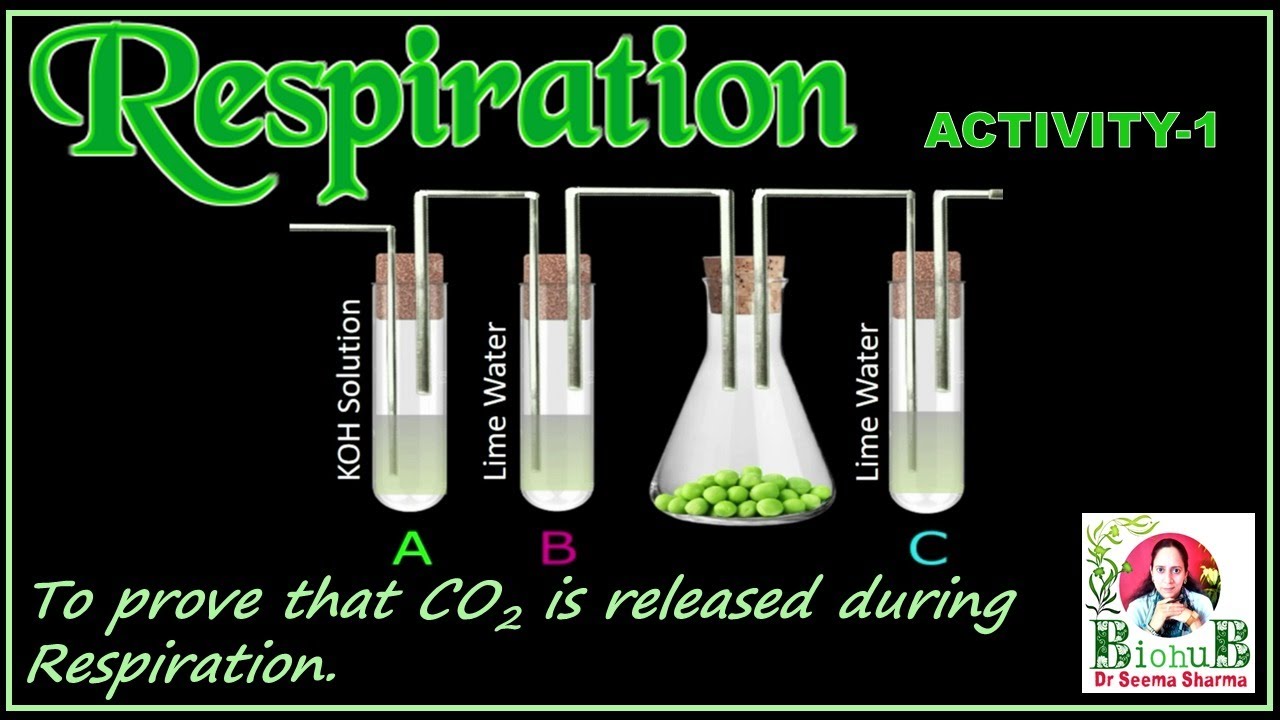 Science Activity : To prove that Carbon dioxide gas is released during ...