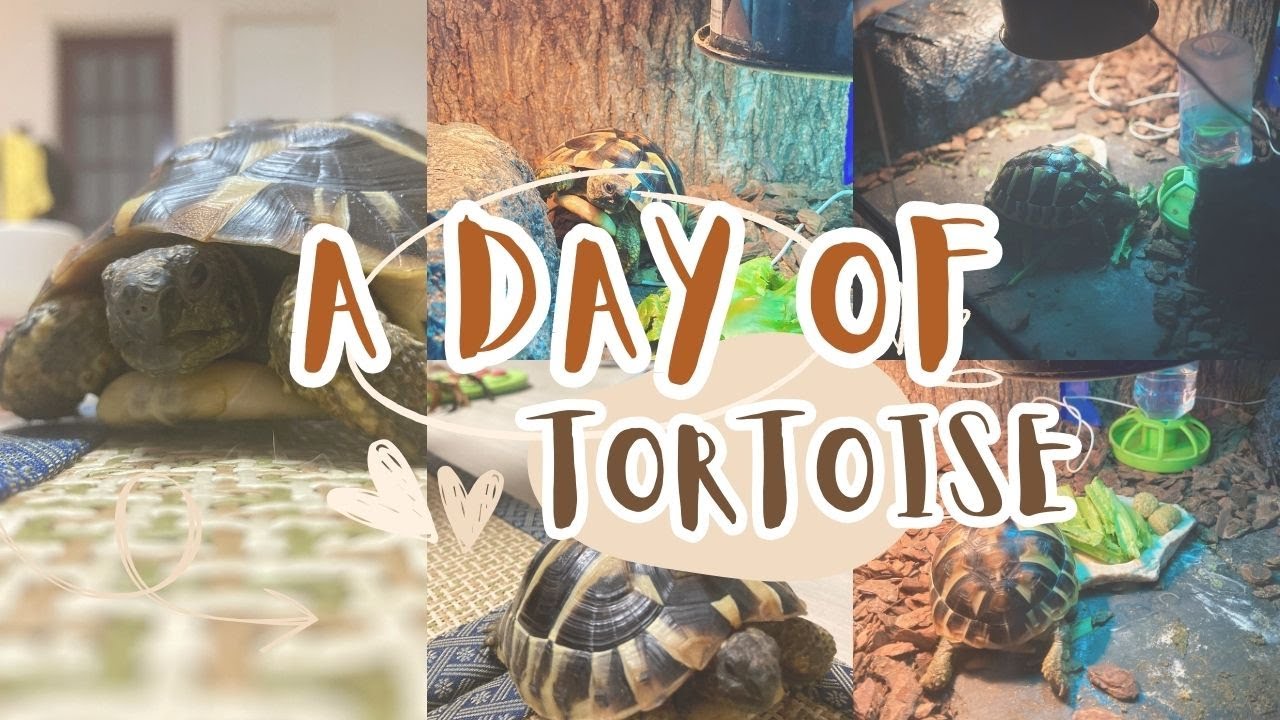 How I take care of my tortoise? | Daily routine | English Subtitle ...