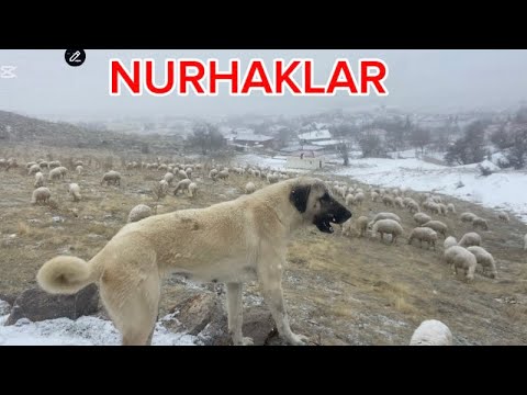 KAR FIRTINA YAKAMIZI BIRAKMIYOR