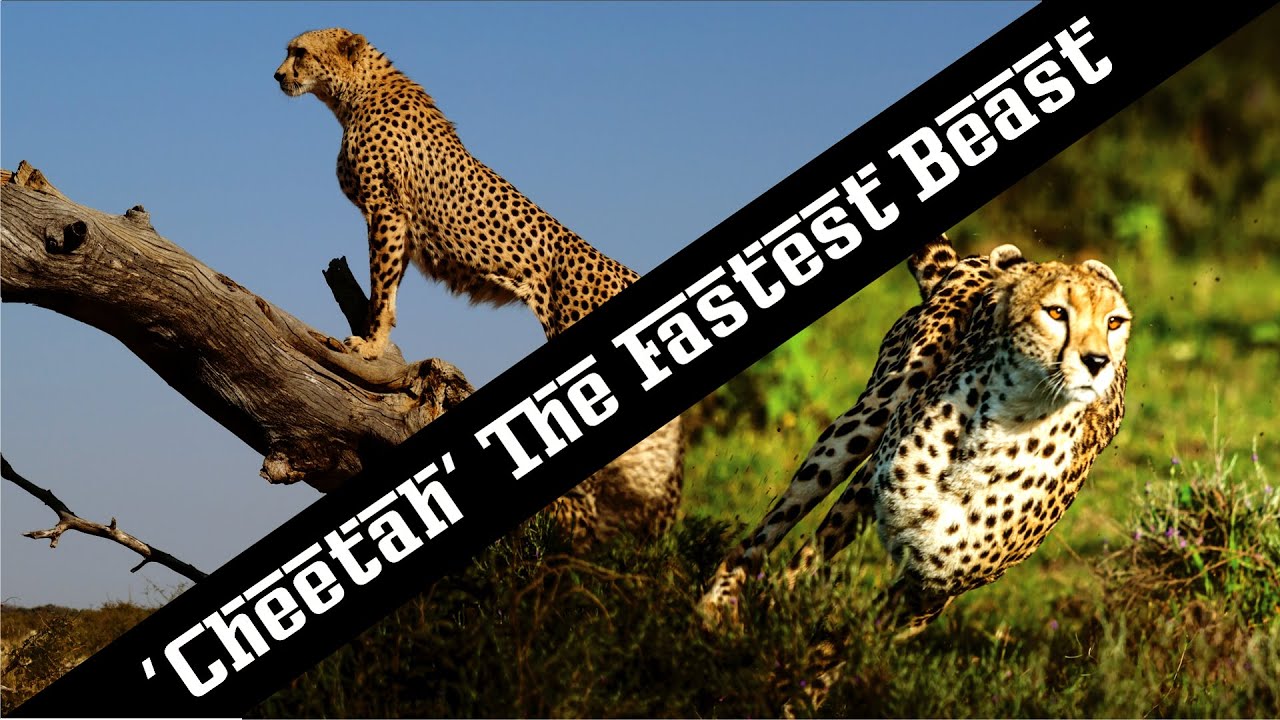Cheetah : The Fastest Beast - YouTube