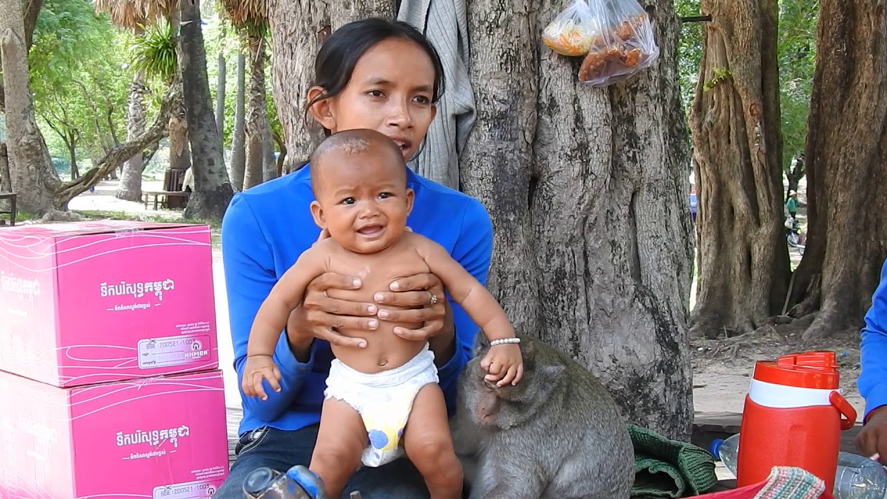 Monkey sok is looking for baby to play with, Seila is her favourite ...
