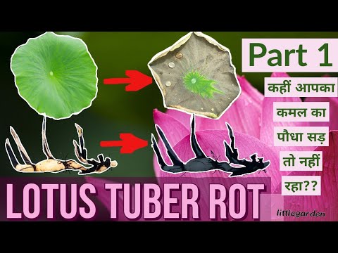 lotus root rot | save lotus now | कमल के पत्ते काले हो रहे?? | lotus ...