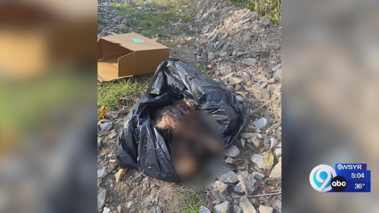 Geddes Police hope you can help find the person who left a dead dog ...