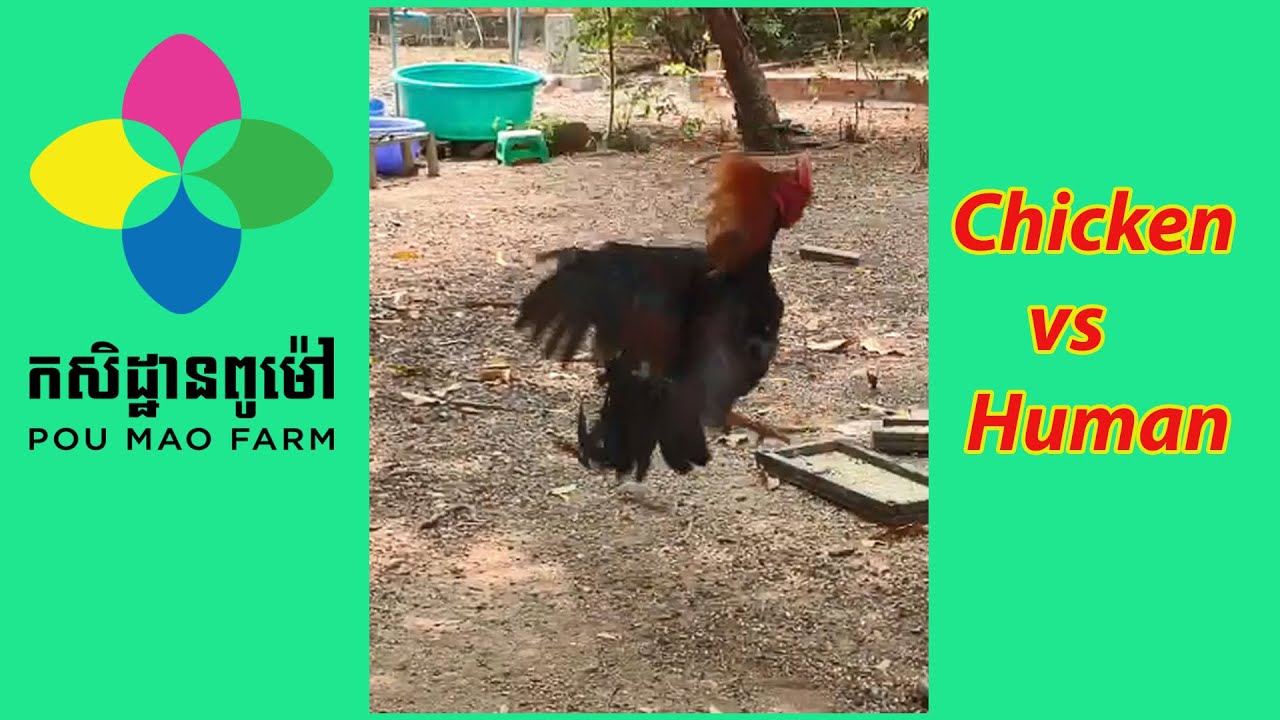 Chicken VS Human / Pou Mao Farm - YouTube
