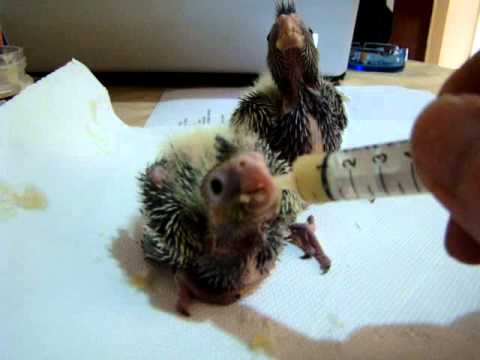 Ταίζωντας κοκατιλ.feeding cockatiels 2 - YouTube