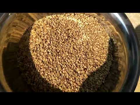 home use 2.2kw dry coffee huller machine for coffee peeling - YouTube