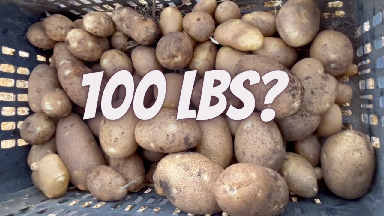 Potato Harvest | Did we get 100lbs? - YouTube