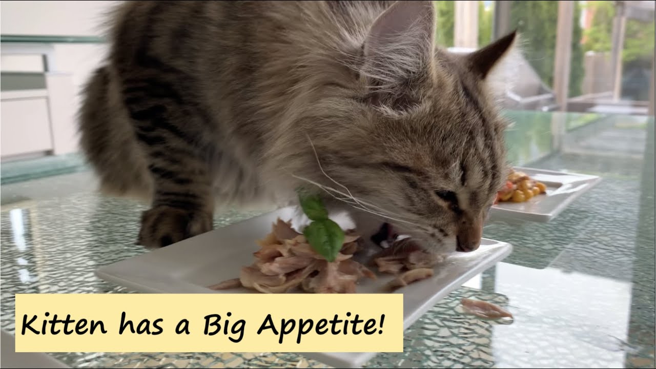 Kitten Fine Dining - YouTube