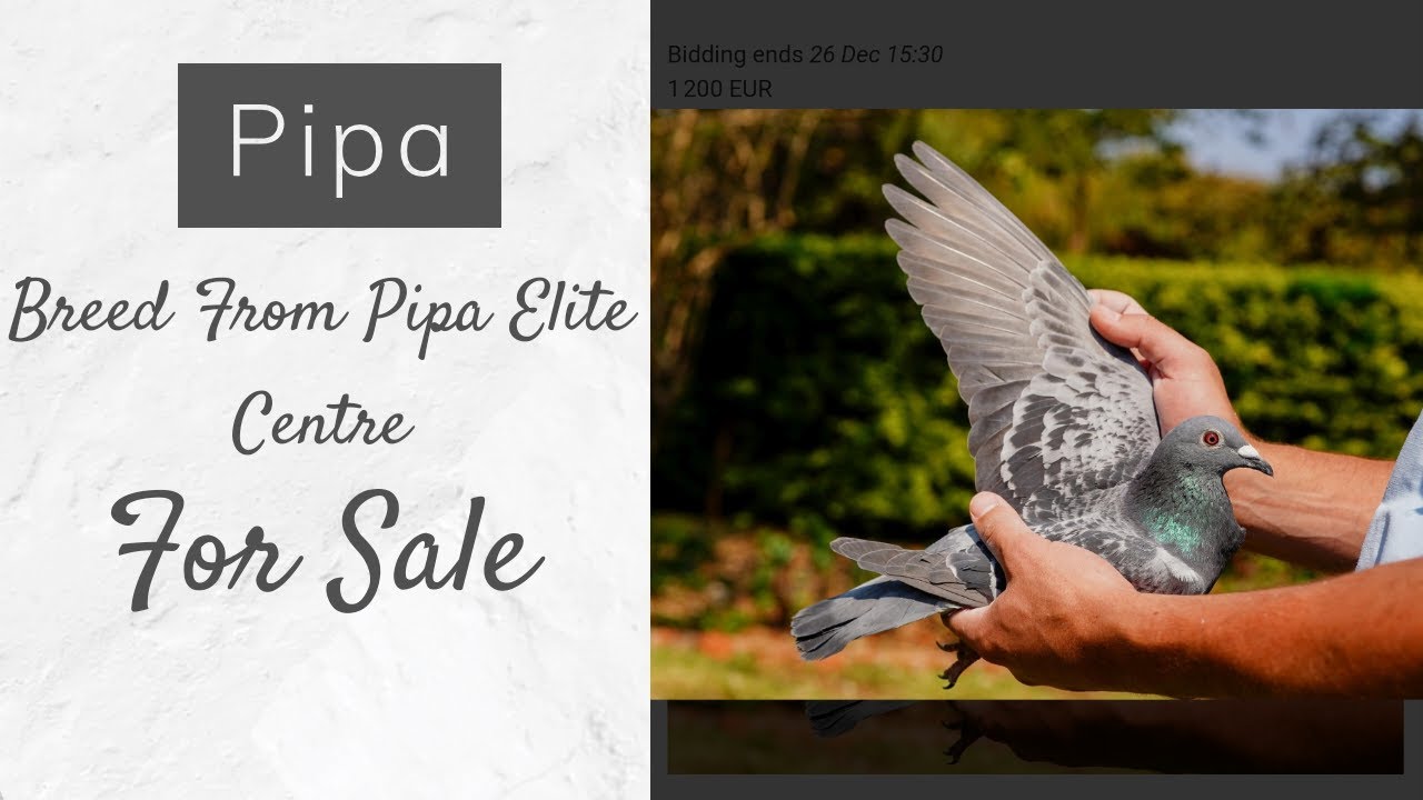 Great Breeder Racing Pigeon From Pipa Elite Centre For Sale in Pipa ...