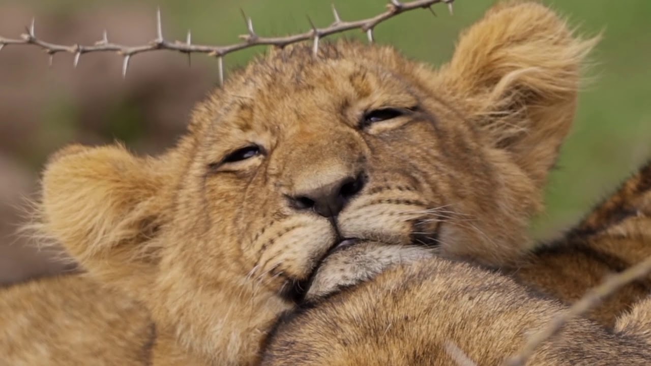 Video cinematic | animal - YouTube