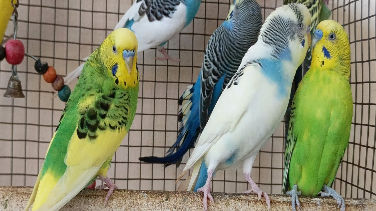 3 Hr Budgies Chirping Talking Singing Parakeets Sounds Reduce Stress ...