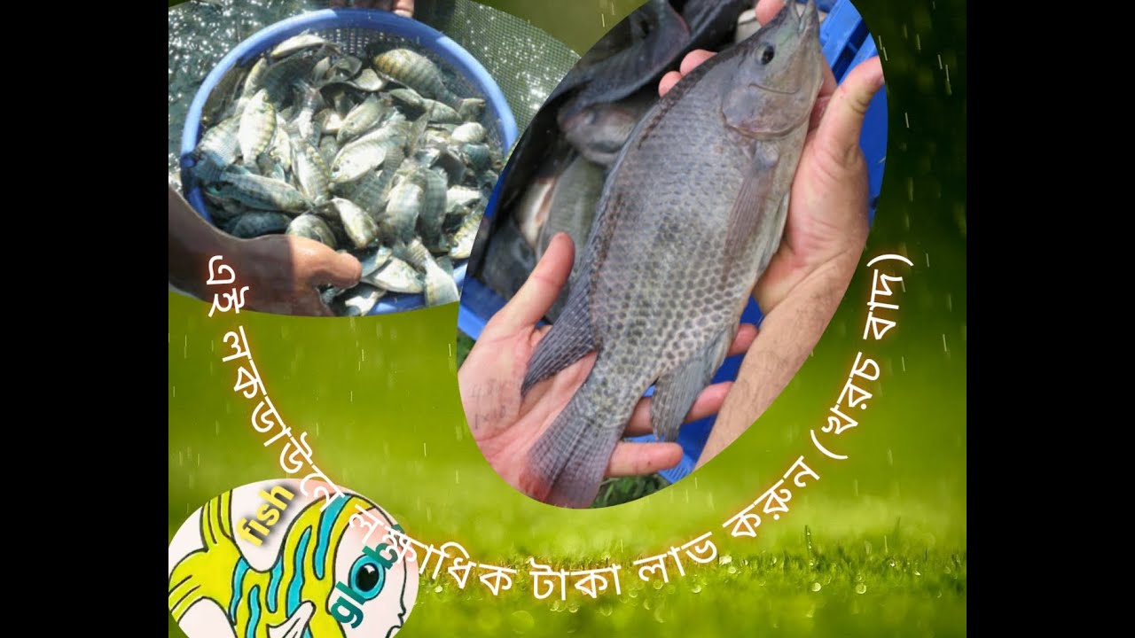 #fishglobe_no_editing_Hatchery of #monosex-talpiya - YouTube