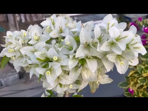 Saron par chuai tawh par leh vat turin buatsaih ang aw #bougainvillea # ...