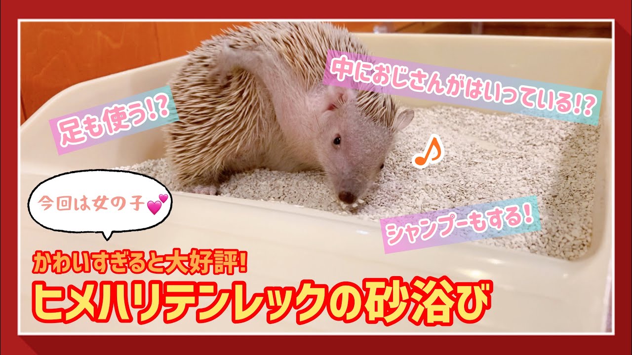 【ヒメハリ】第二弾！ヒメハリテンレックの砂浴びが可愛すぎる！｜Lesser hedgehog tenrec bathing in the ...