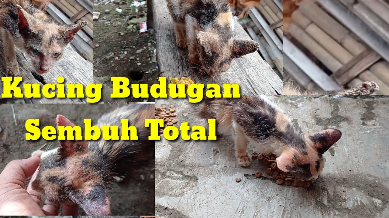 Kucing yang Budugan/Scabis treat cat scabies and molds # ...
