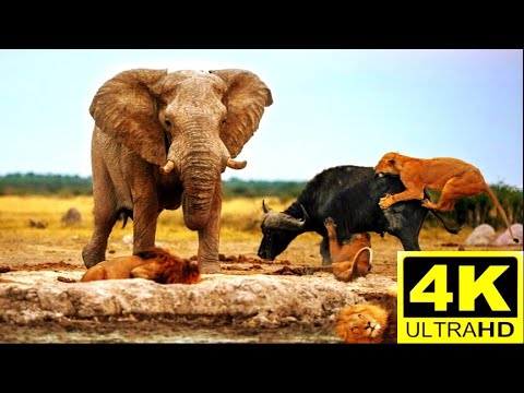 Lions vs Elephants - Life on the Edge | Lions hunting big animals ...