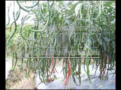 CABE KOPAY : Photo-Photo Dari Kemasan Benih sampai Panen - YouTube