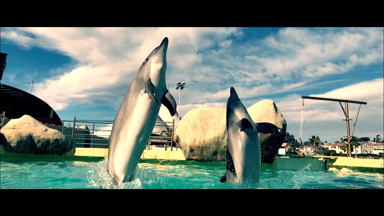 Z'YEUX D'ENFANTS - EP#02 - Ca bulle avec les Dauphins - YouTube