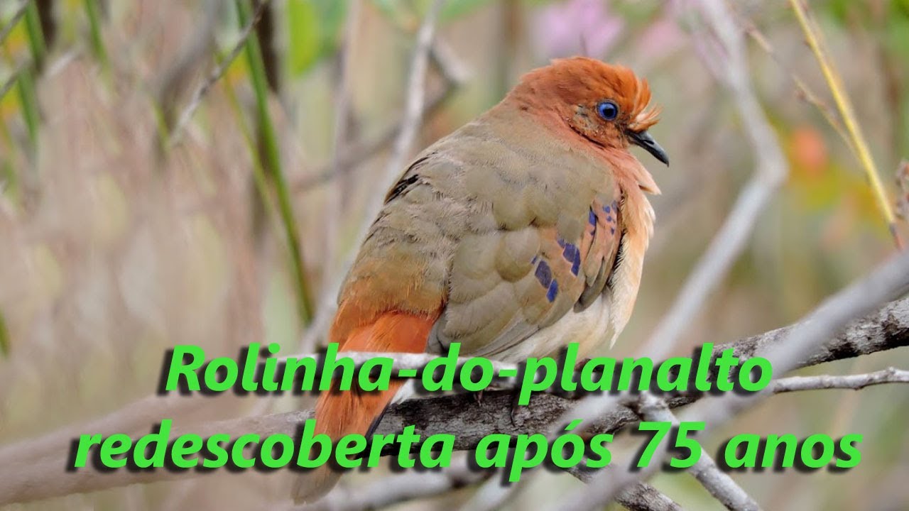 A ROLINHA DO PLANALTO REDESCOBERTA - YouTube