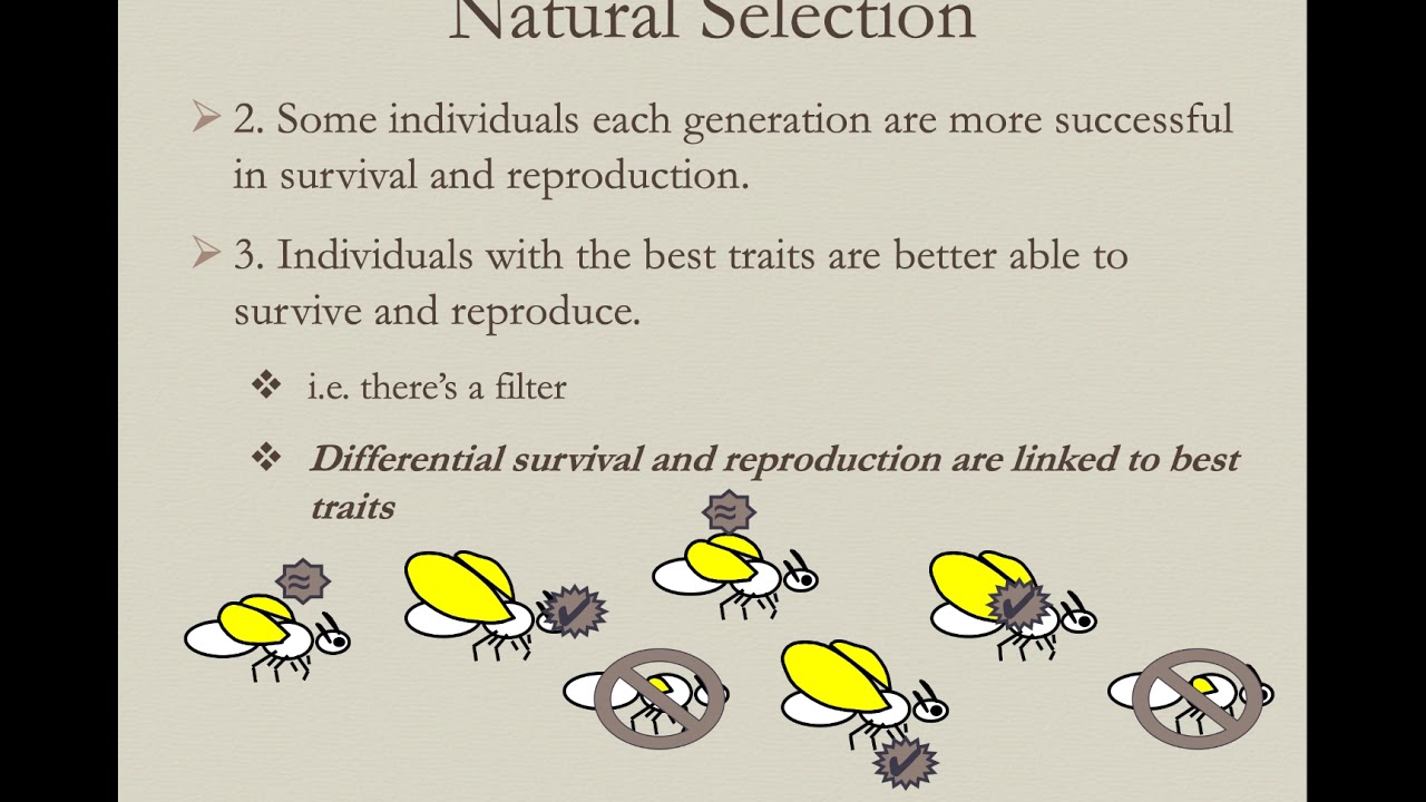 Successful Reproduction Natural Selection