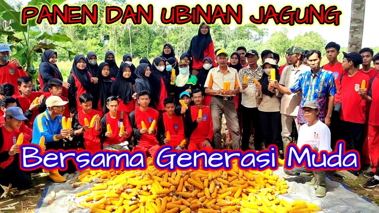 PANEN DAN UBINAN JAGUNG BISI 18 - YouTube