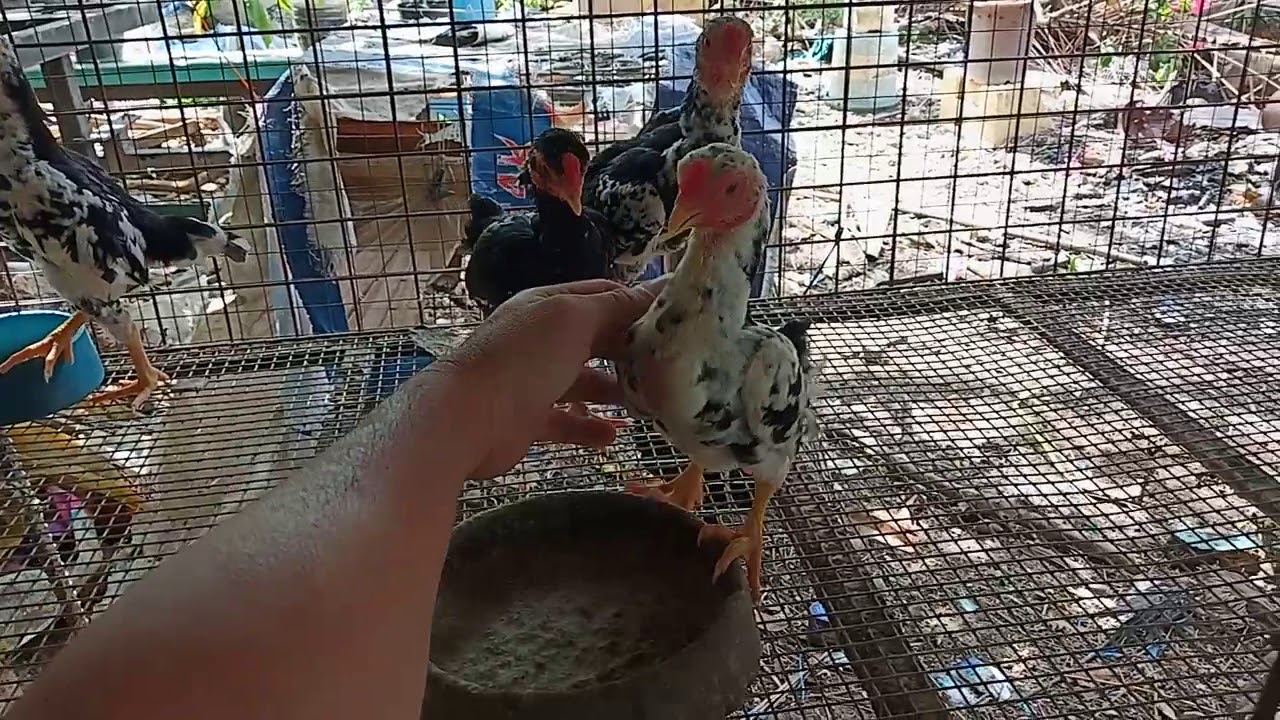 Ko Shamo Bantam Chickens/My boys - YouTube